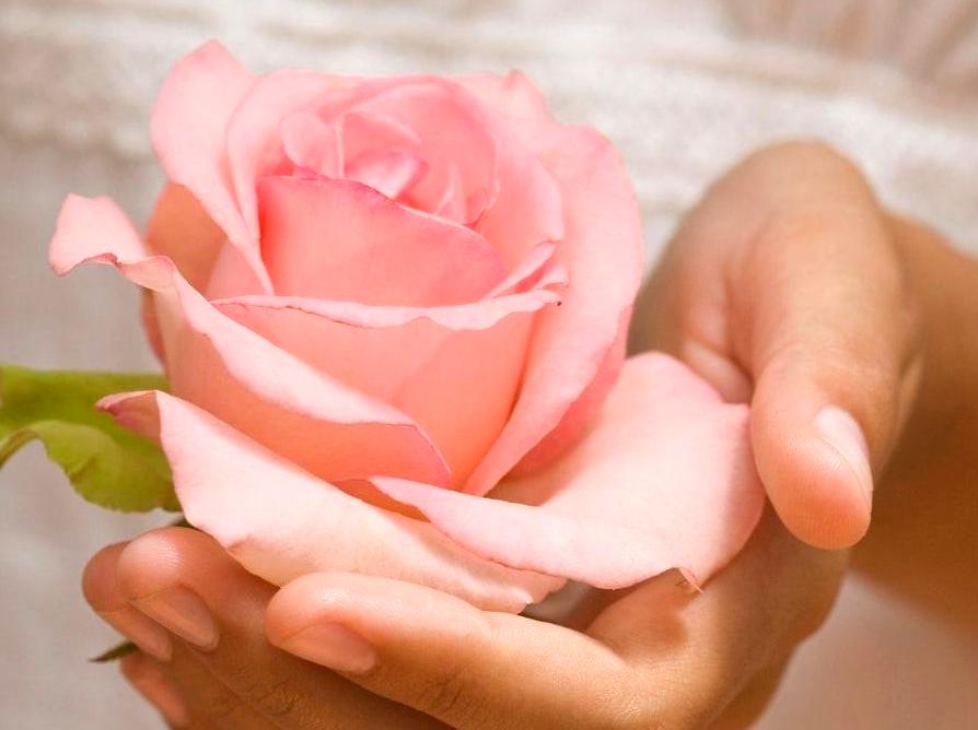 Unlock the Skincare Secrets of Roses: Hydration, Anti-Aging & Soothing ...